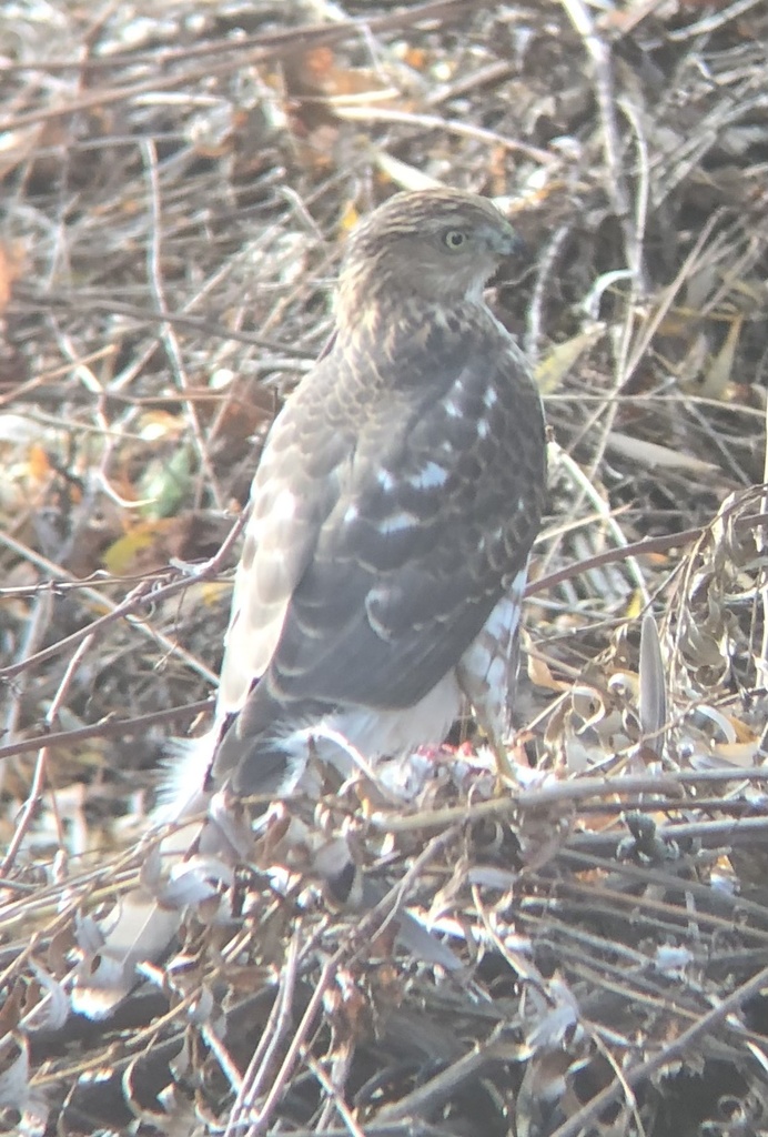Cooper's Hawk from Danehy Park, Cambridge, MA, US on November 14, 2023 ...