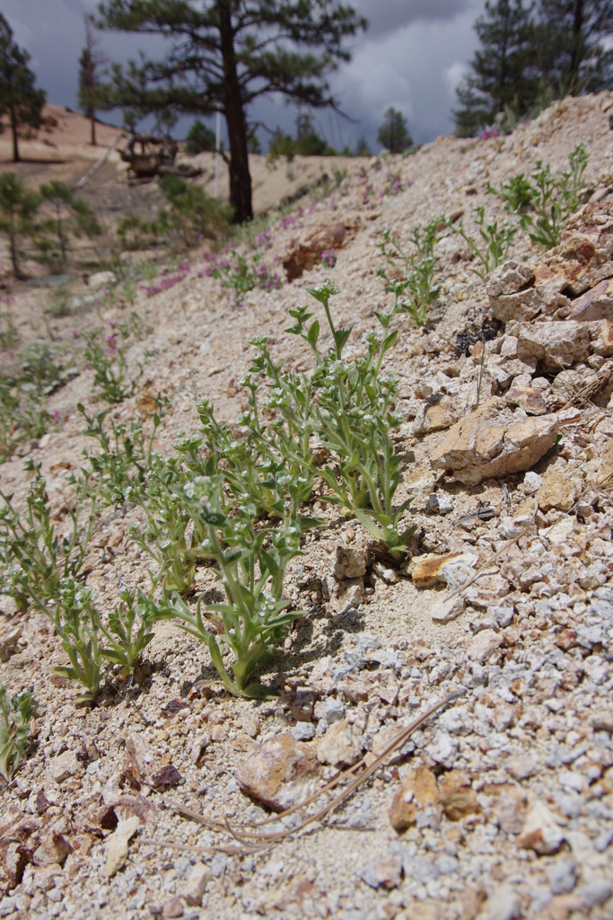 Altered Andesite Popcornflower (Plagiobothrys glomeratus) - Botanical Realm
