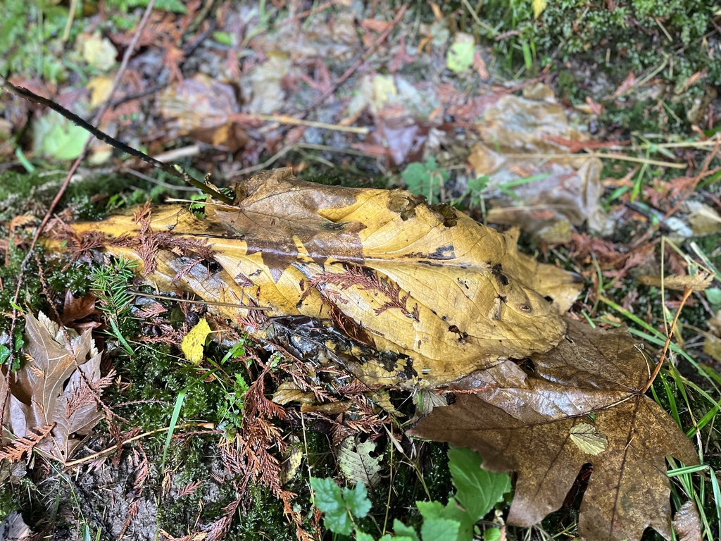 Orontioideae from Powell River, BC, CA on November 14, 2023 at 09:48 AM ...