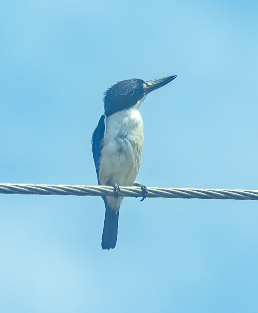 Indo-Pacific Kingfishers from Middle Point NT 0822, Australia on ...
