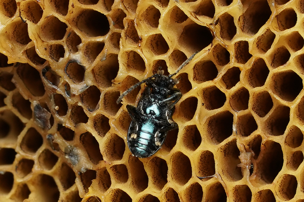 Oulema obscura from Am Großen Rhode, Germany on November 14, 2023 at 06 ...