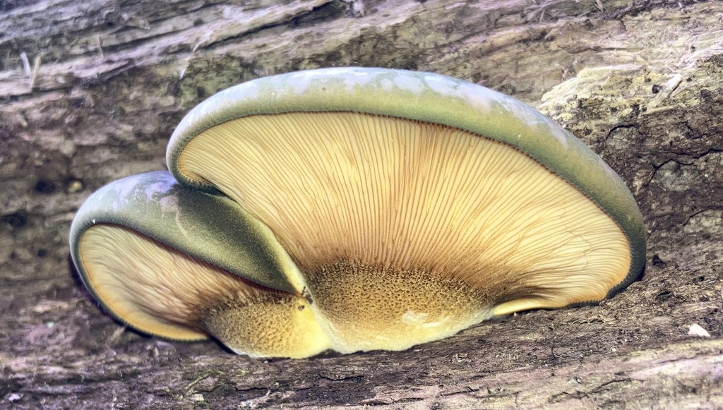 Late Oyster from Nassawango Creek, Maryland 21863, USA on November 12 ...
