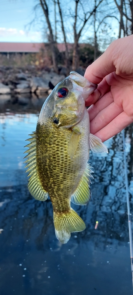 Rock Bass in November 2023 by Calvin McDowell · iNaturalist
