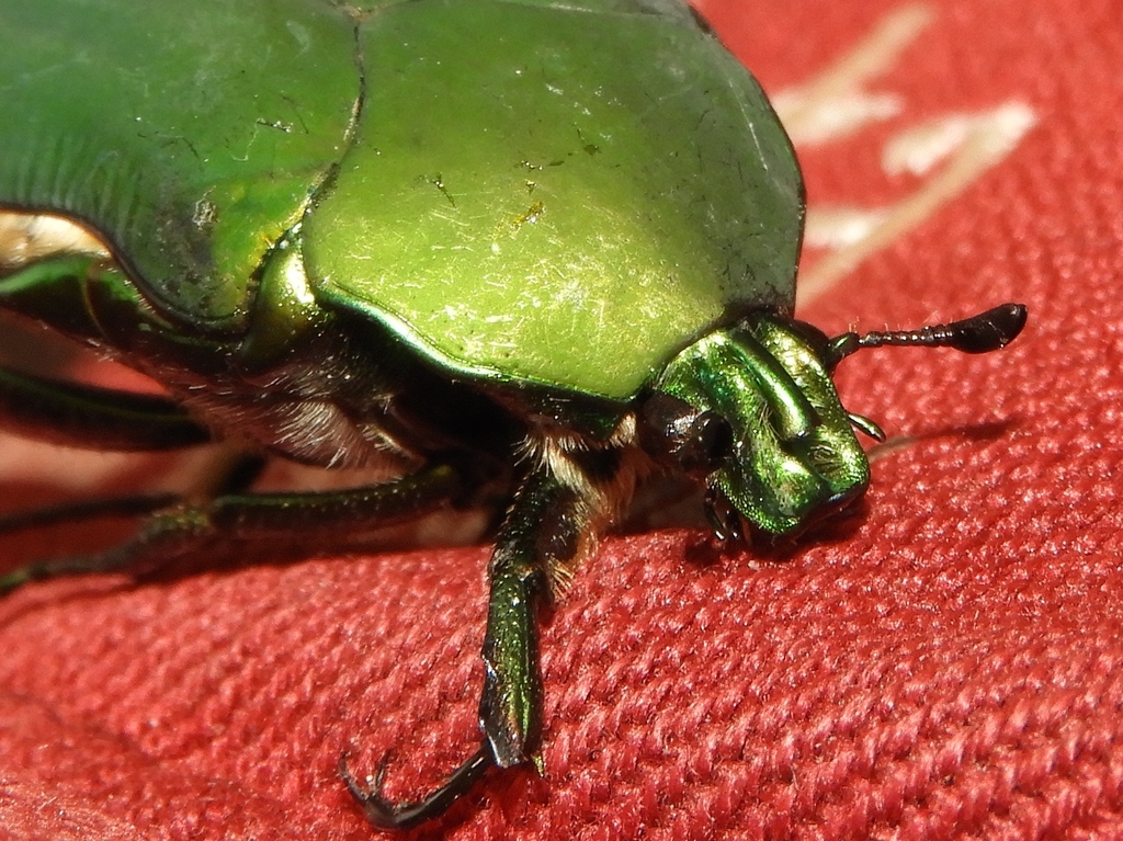 Mayate desde Mazatlán, Sin., México el martes, 14 de noviembre de 2023 ...