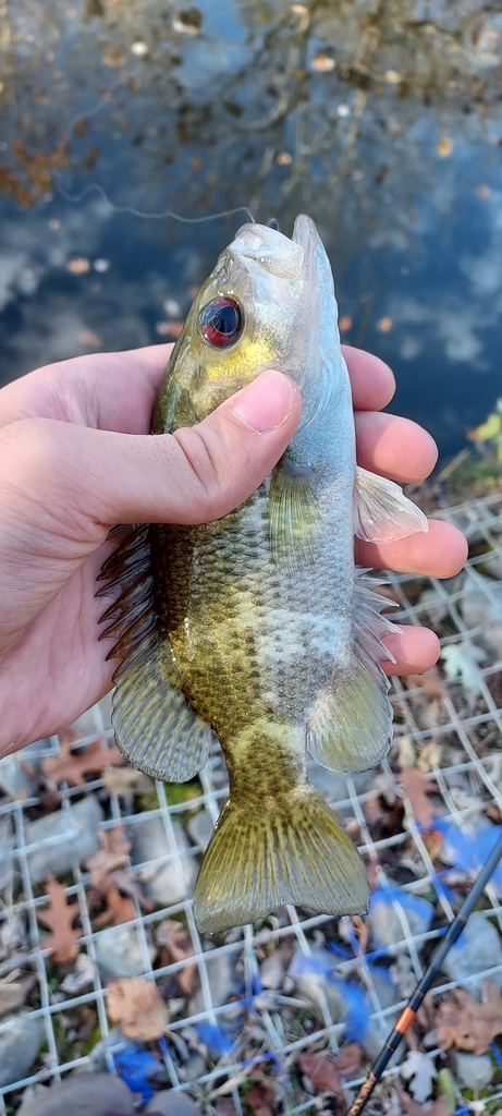 Rock Bass in November 2023 by Calvin McDowell · iNaturalist