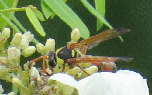 Subspecies Delta campaniforme pseudopulcherrimum · iNaturalist