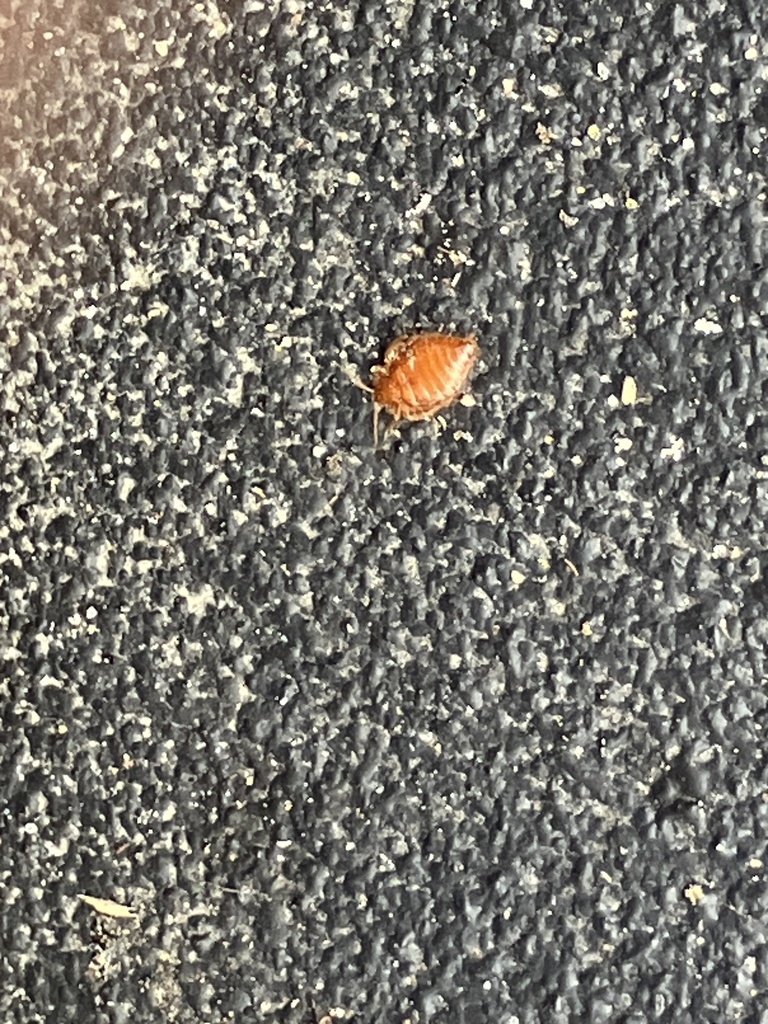 Eastern Bat Bug from Killbear Provincial Park, Carling, ON, CA on ...