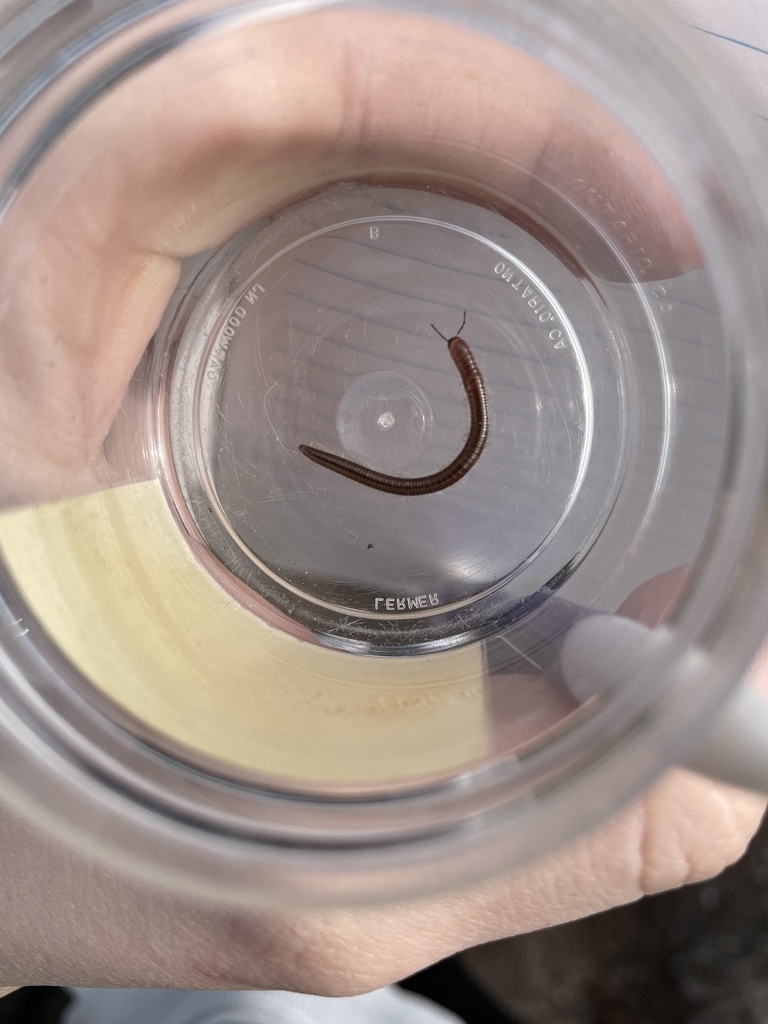 Parajulid Millipedes from Young Harris College, Young Harris, GA, US on ...