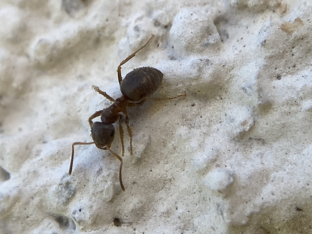 Turfgrass Ant from Washington Pike, Bridgeville, PA, US on November 14 ...