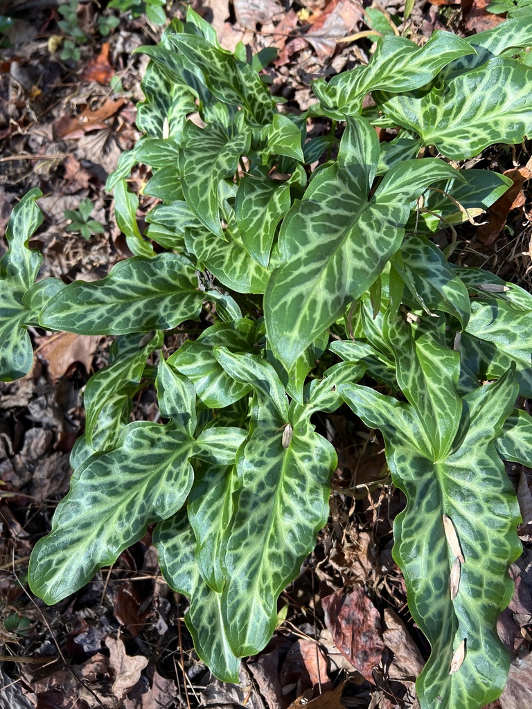 Italian arum from Kittredge Park, Atlanta, GA, US on November 14, 2023 ...