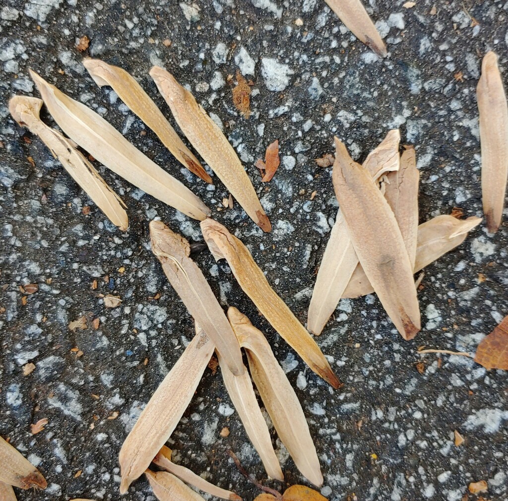 tulip tree from Mountain Park, GA, USA on November 14, 2023 at 11:55 AM ...