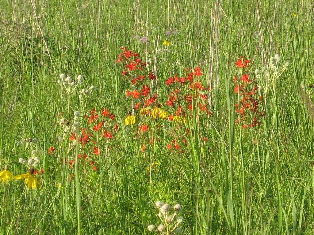 royal catchfly from Urbana, IL, USA on July 21, 2007 by Paul Marcum ...