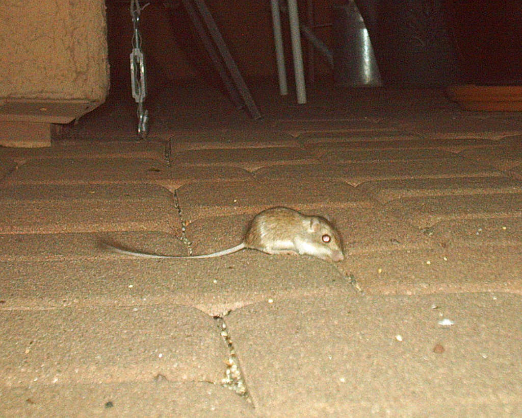 Desert Pocket Mouse from Green Valley, AZ on November 13, 2023 at 10:54 ...