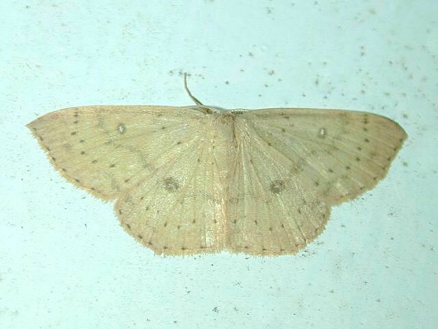 Packard's Wave from Bedford Audubon Society, Katonah, NY, USA on August ...