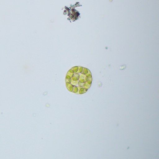 Volvulina from East Providence, RI, USA on November 14, 2023 at 10:58 ...