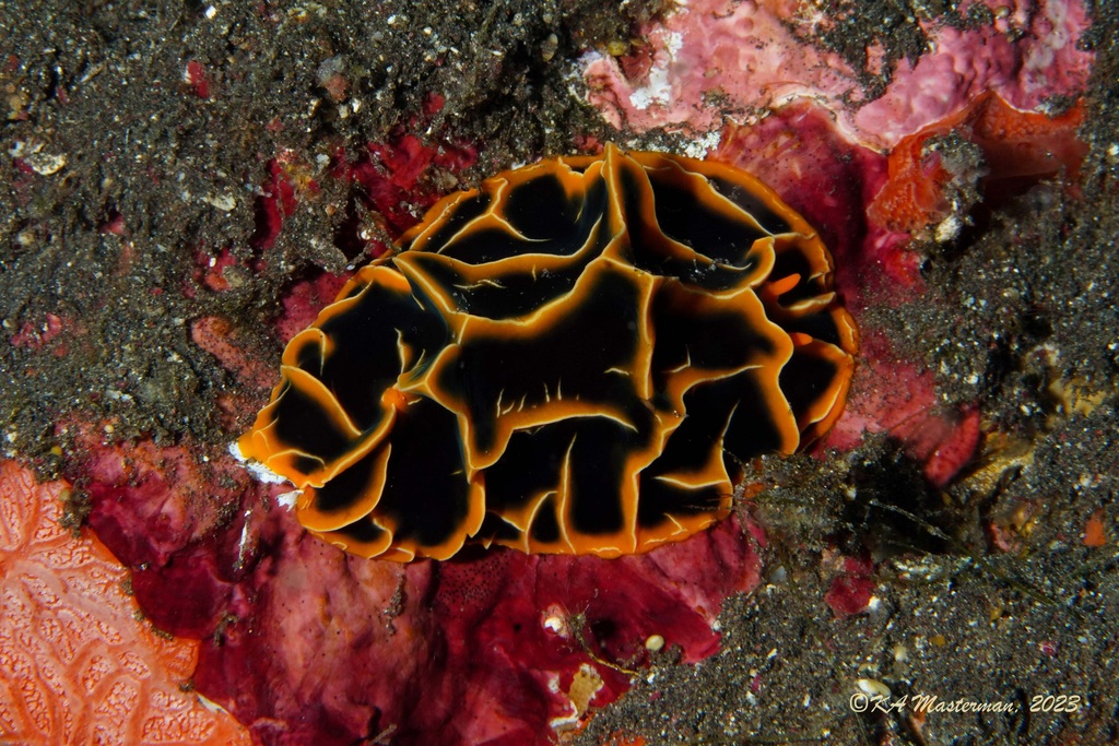Chocolate Mango Nudibranch from Tulamben, Kubu, Karangasem Regency ...