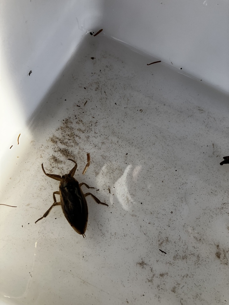 American Giant Water Bug from Johnson Lake, Finland, MN, US on October ...