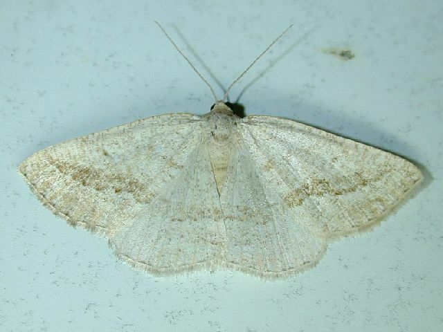 Pale Alder Moth from Ward Pound Ridge - Michigan Rd, Westchester County ...