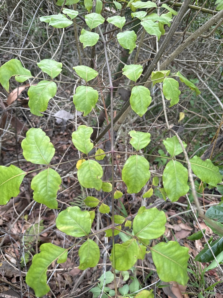 celery wood from Karangi, NSW, AU on November 15, 2023 at 08:42 AM by ...