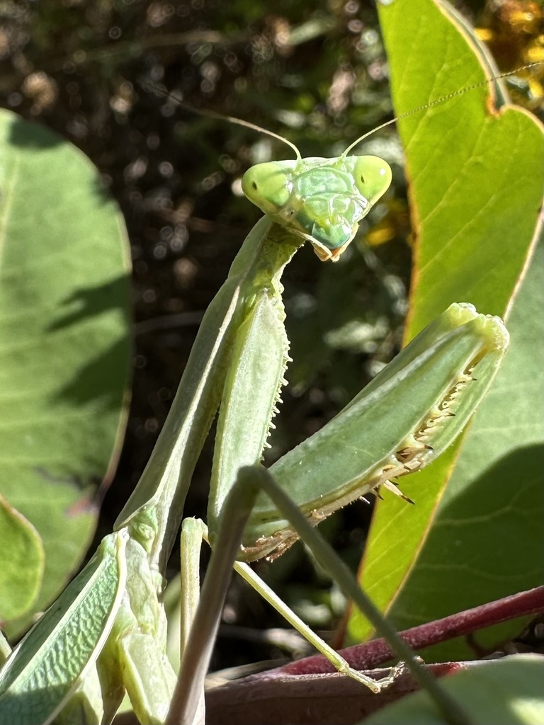 Arizona Mantis from Mission Trails Regional Park, San Diego, CA, US on ...