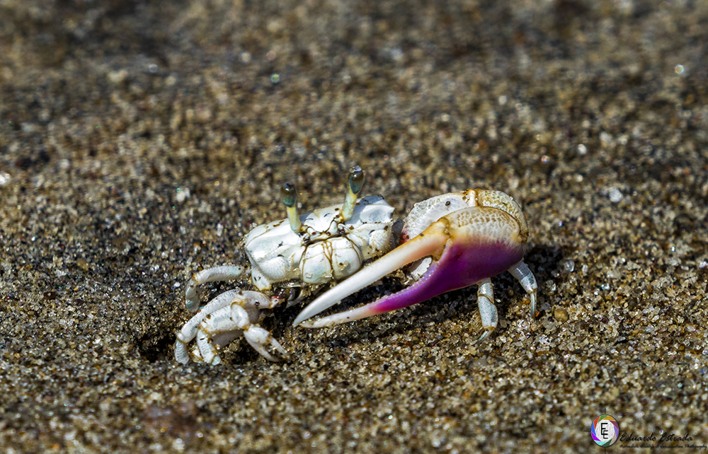Dancing Fiddler Crab from Punta Chame, Panamá on December 31, 2017 by ...