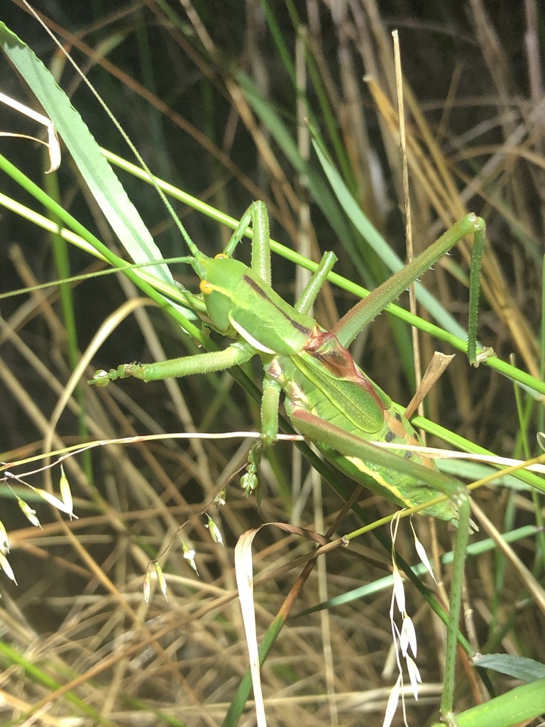 Common Sluggish Katydid from Bold Park, City Beach, WA, AU on November ...