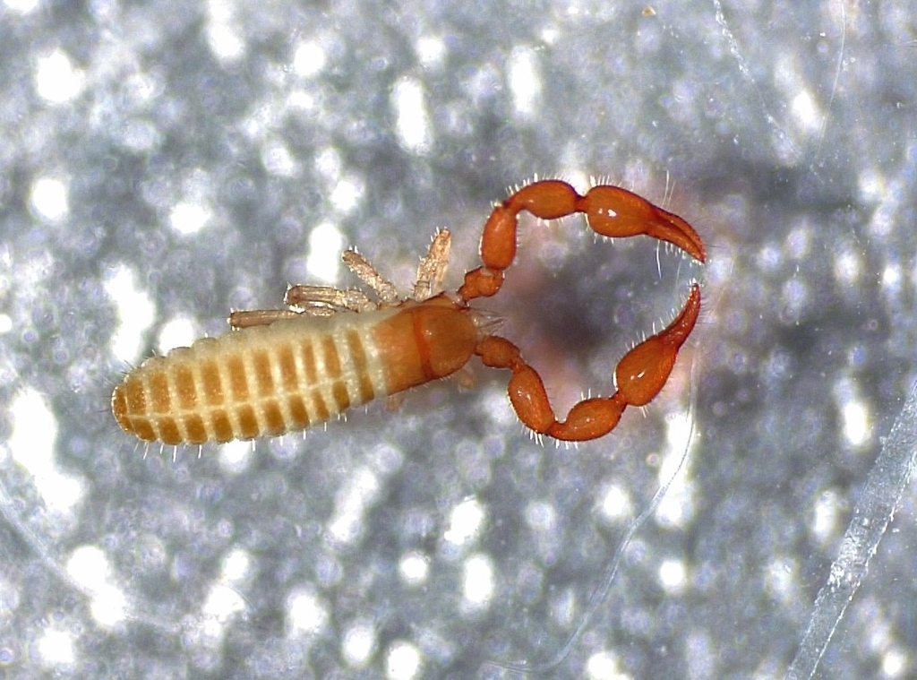 Atemnidae from Harris County, US-TX, US on November 6, 2023 by Brendan ...