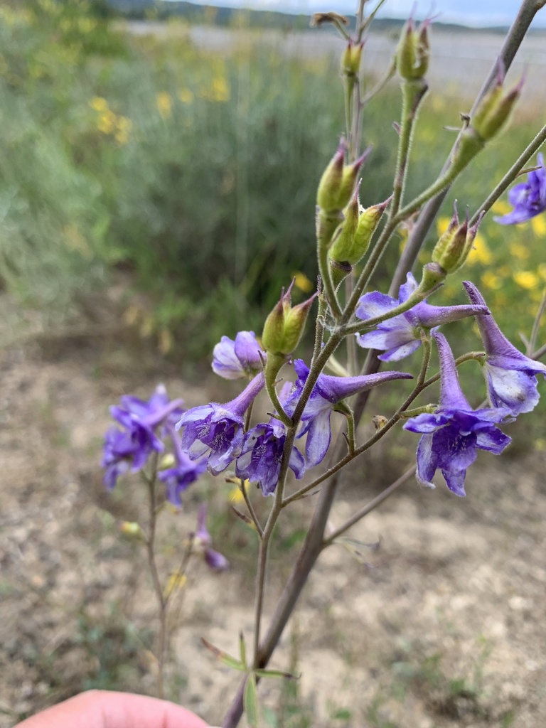 Subalpine Larkspur from US-40, Kremmling, CO, US on August 5, 2023 at ...