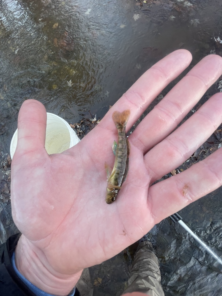 Greenside Darter from Ali Ghan Rd NE, Cumberland, MD, US on November 14 ...
