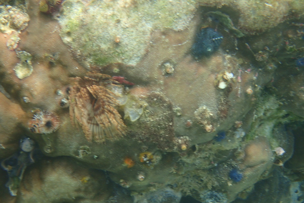 Indian Feather Duster Worm from Bohol, Philippines on November 1, 2017 ...