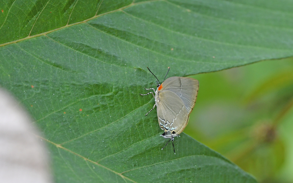 Bitias Hairstreak from Paucartambo Province, Peru on September 15, 2023 ...