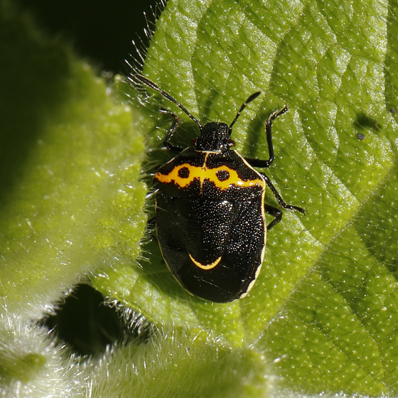 Hedge Nettle Stink Bug from Alberni-Clayoquot, BC, Canada on May 28 ...