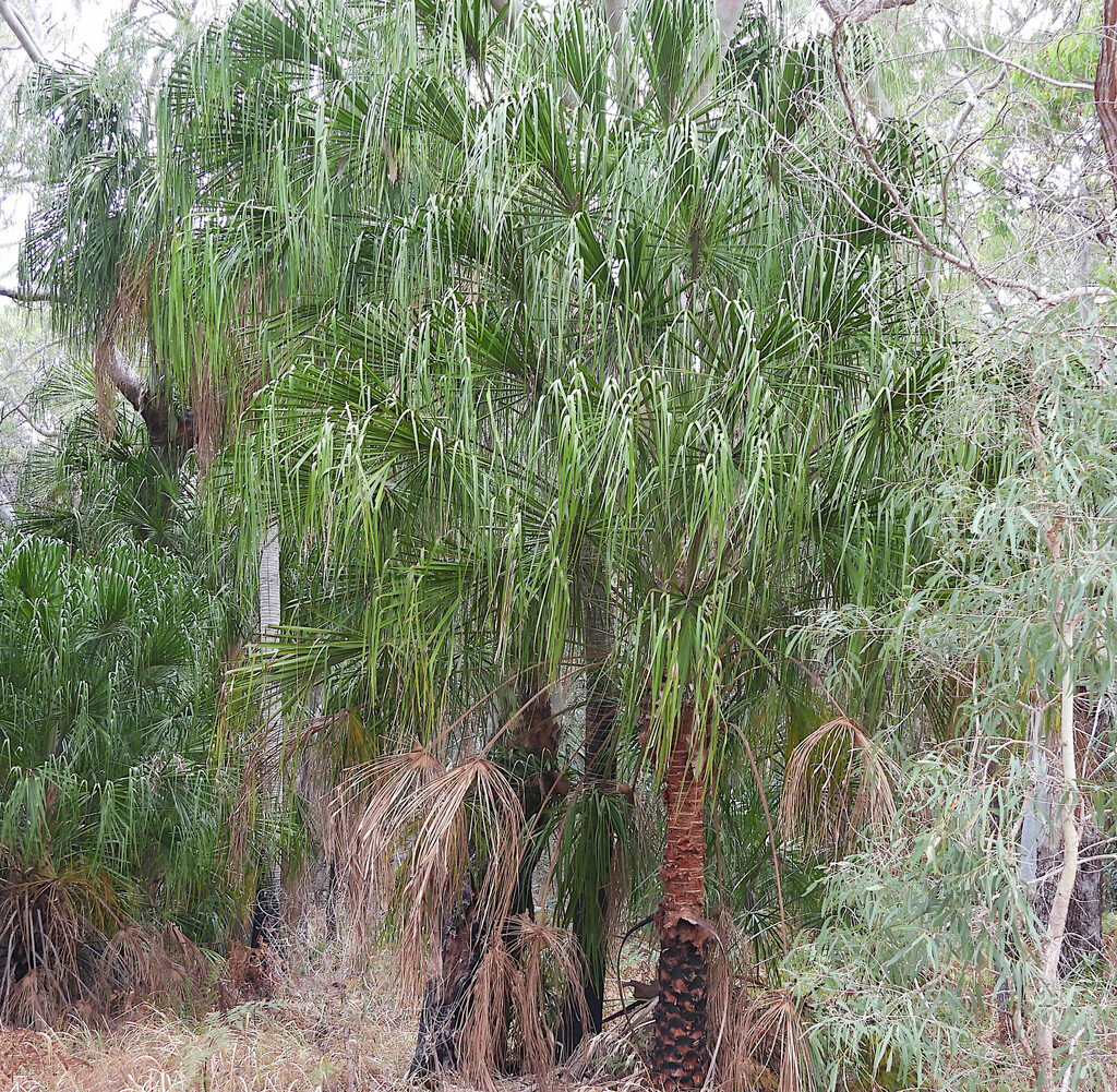 Ribbon Fan Palm from Agnes Water QLD 4677, Australia on November 2 ...
