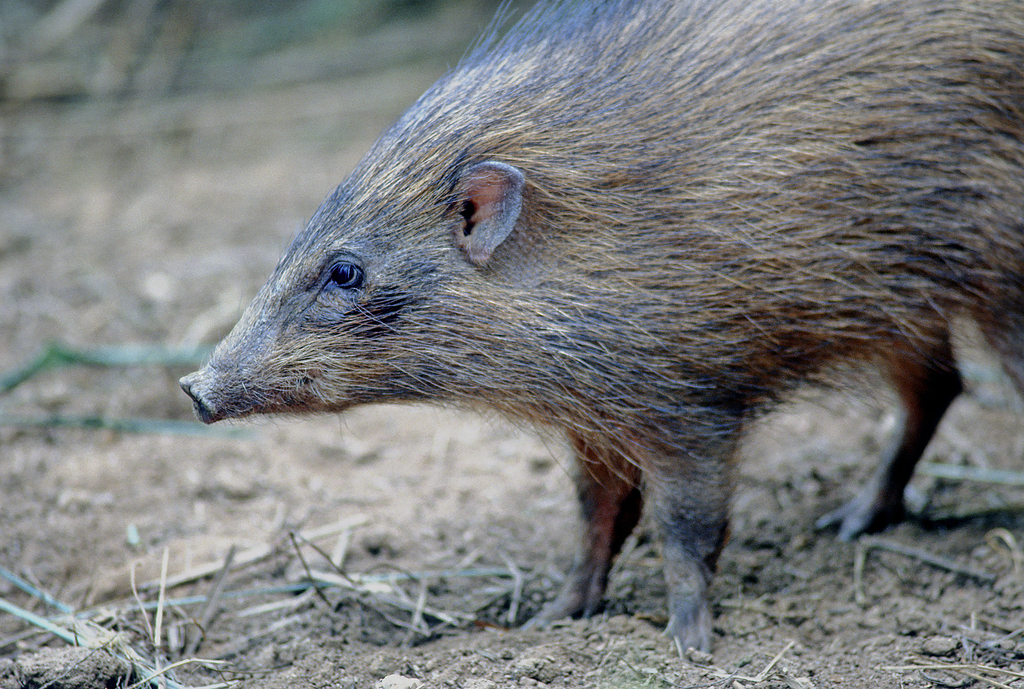 Pygmy Hog (Porcula salvania) - Know Your Mammals