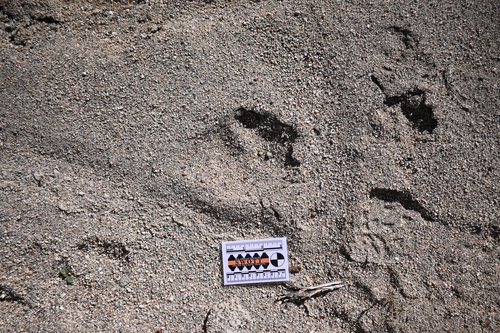 Mountain Lion Tracks – NatureTracking