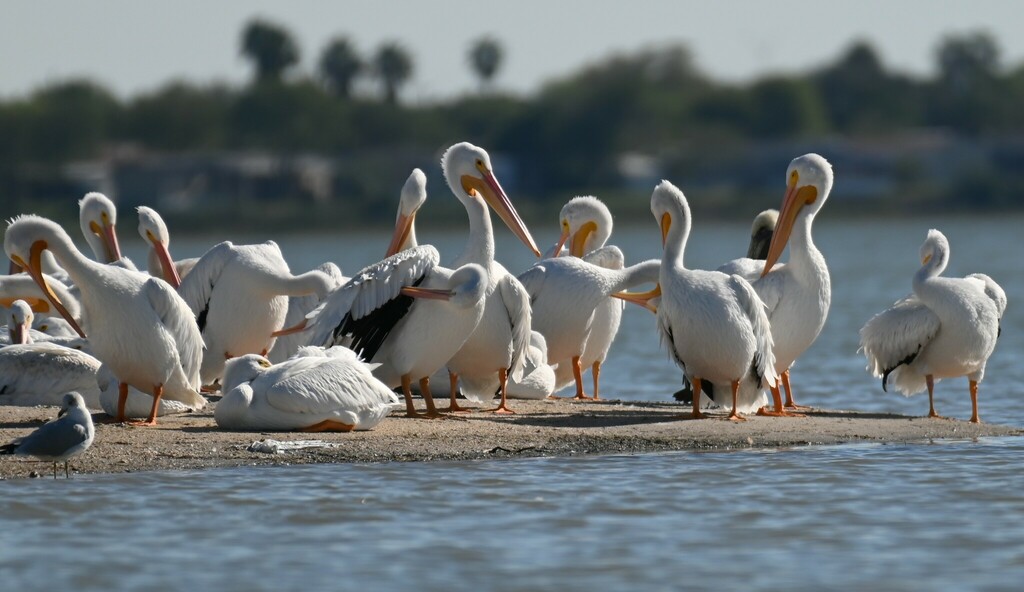 American White Pelican from Corpus Christi, TX, USA on November 14 ...