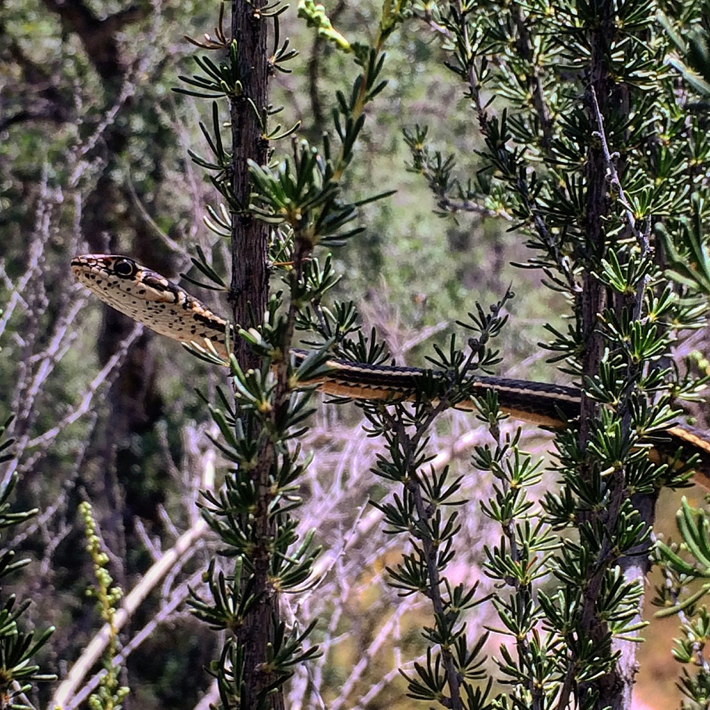 California Striped Racer from San Benito County, CA, USA on April 20 ...