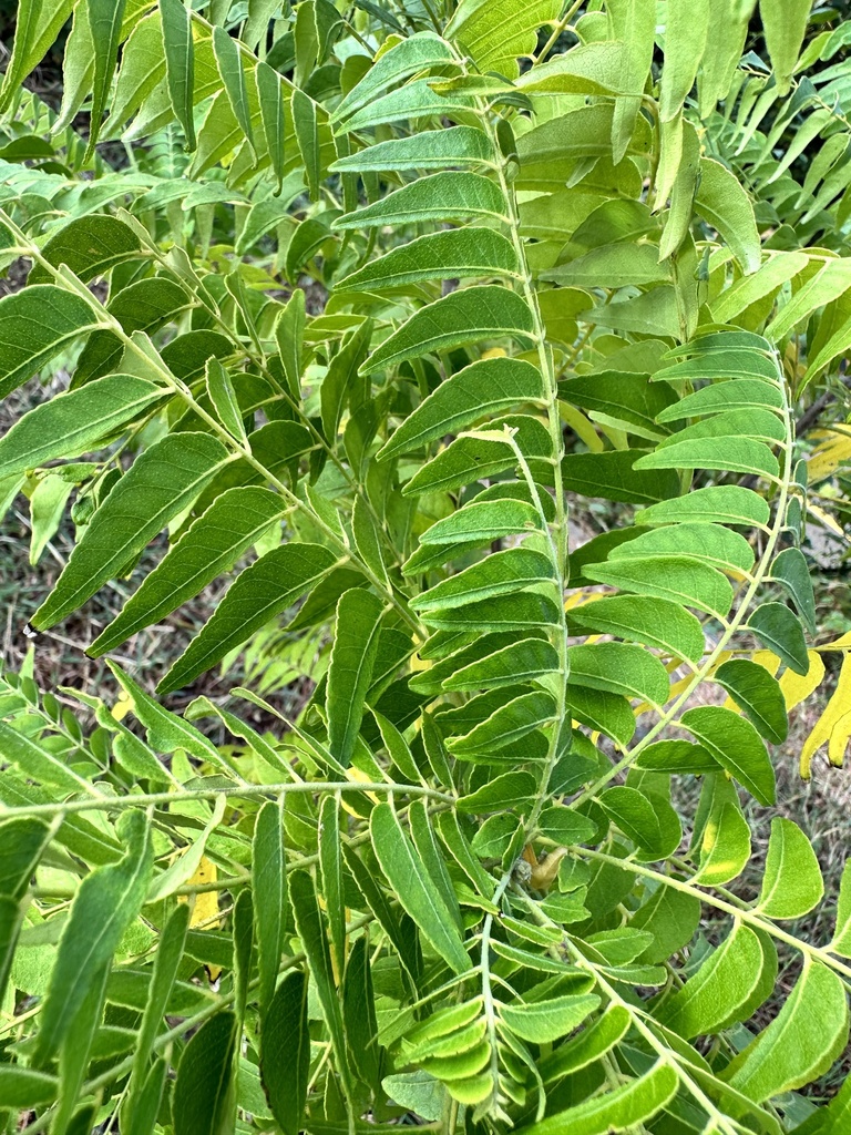 Coffee Bush from 壽山國家自然公園, 鼓山區, KHH, TW on November 15, 2023 at 08:05 ...