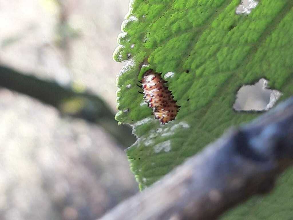 Asphaera abdominalis from Punto 1 on November 8, 2023 at 06:15 PM by ...