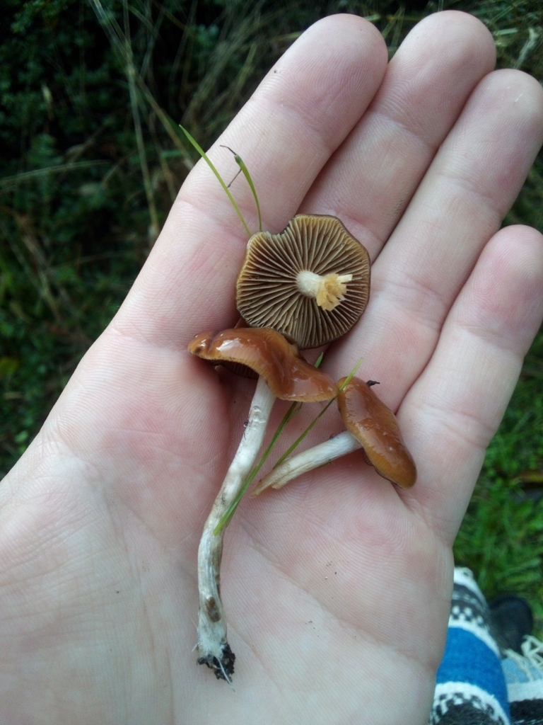 Wavy Cap in November 2023 by gabe_207. Dark spores, slimy cap. growing ...