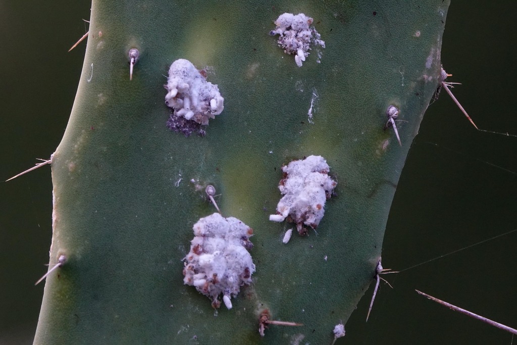 true cochineal bug from Tangolunda Golfcourse, Blvd. Tangolunda, Oax ...