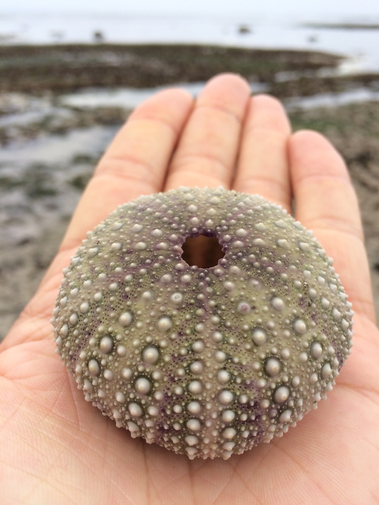 Pacific Purple Sea Urchin from El Granada, CA, USA on June 13, 2016 at ...