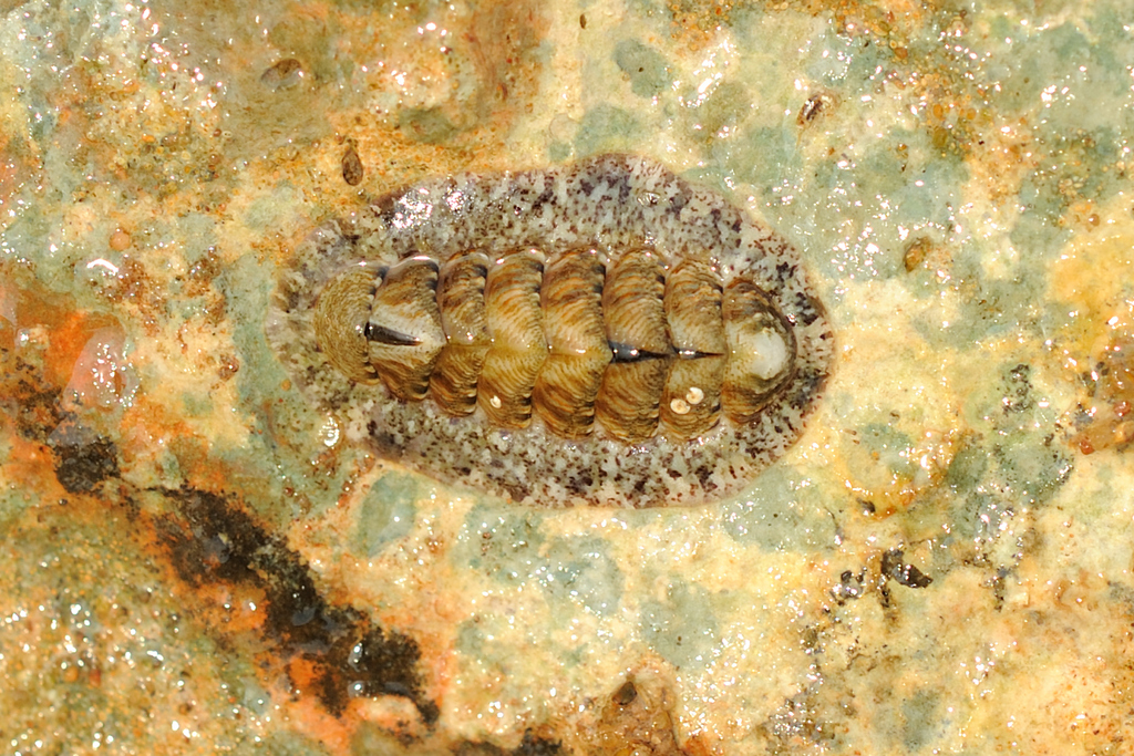 Lucilina dilecta from Port Hedland on October 29, 2023 at 03:43 PM by ...