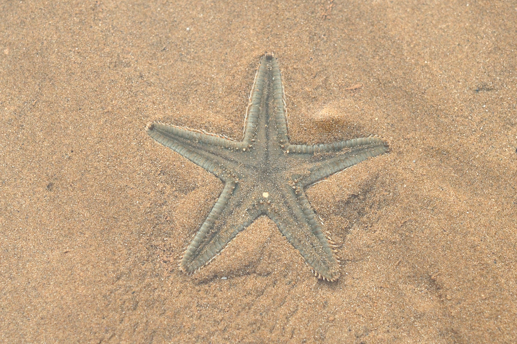 Astropecten from Port Hedland on October 29, 2023 at 05:33 PM by ...