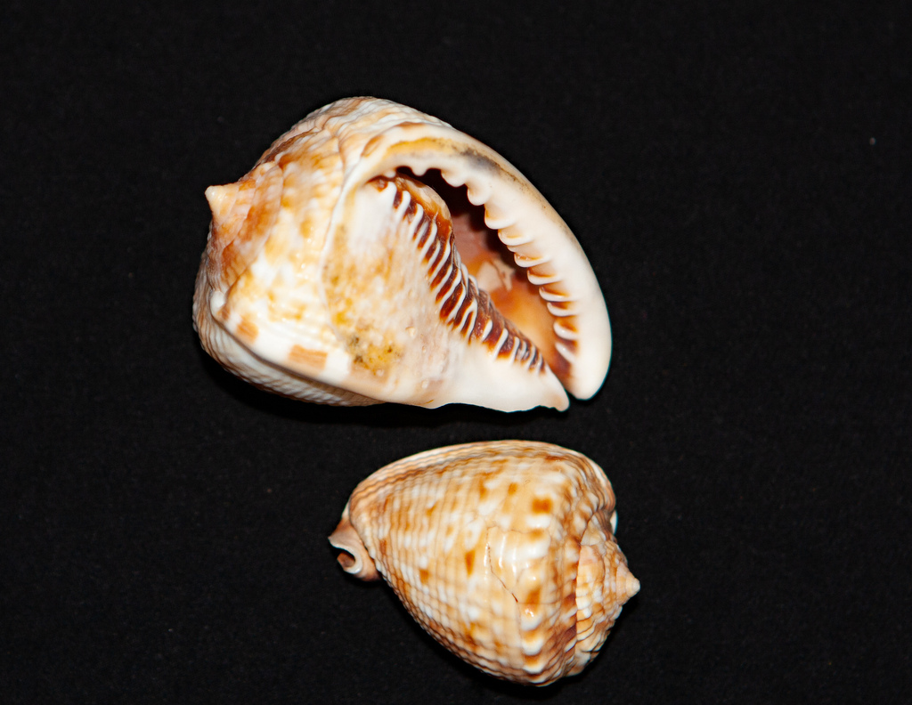 Emperor Helmet Snail from Panama City Beach, Lower Grand Lagoon, FL ...