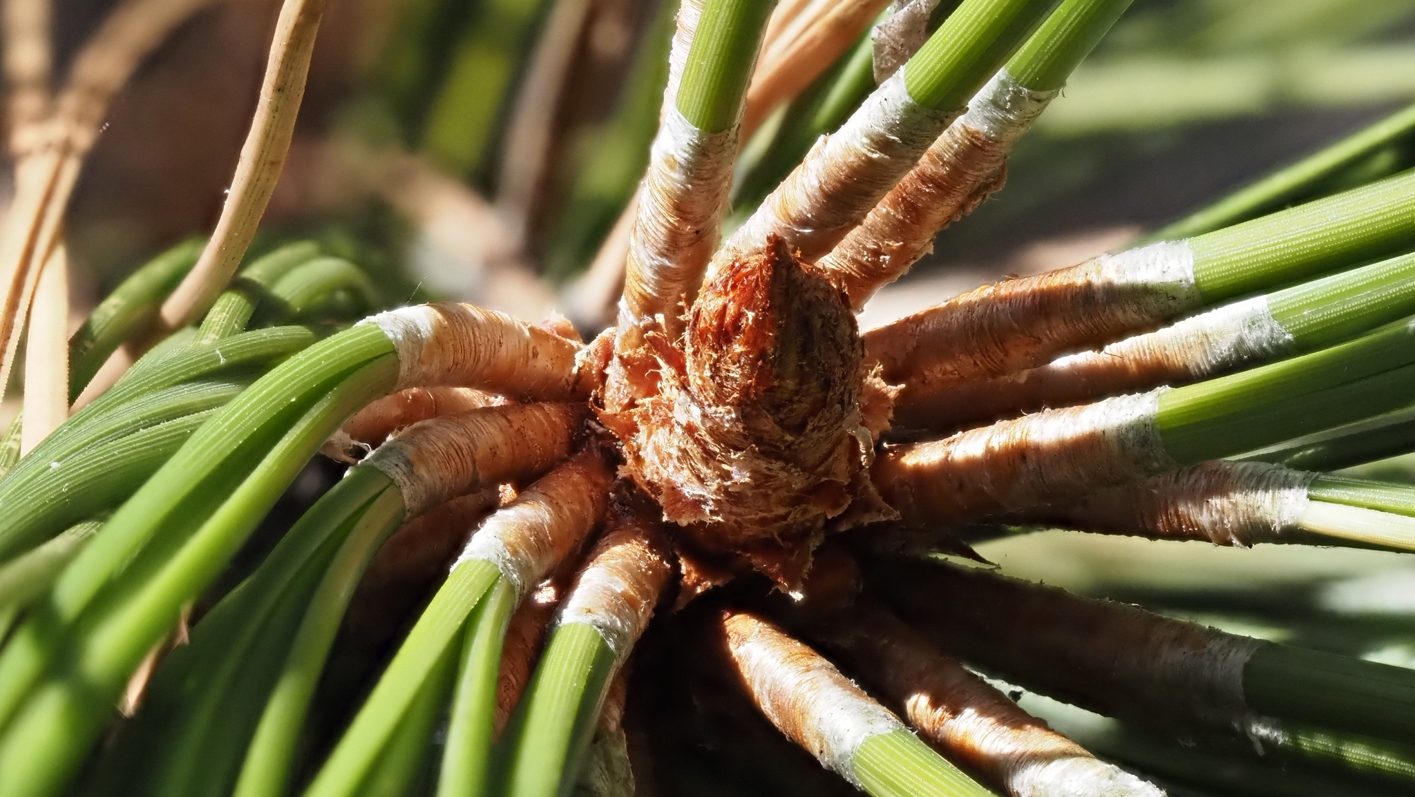 Plants of Southern California: Pinus jeffreyi and P. ponderosa ...