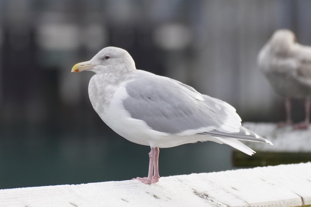Glaucous-winged Gull from Skagway, AK, US on November 13, 2023 at 10:51 ...