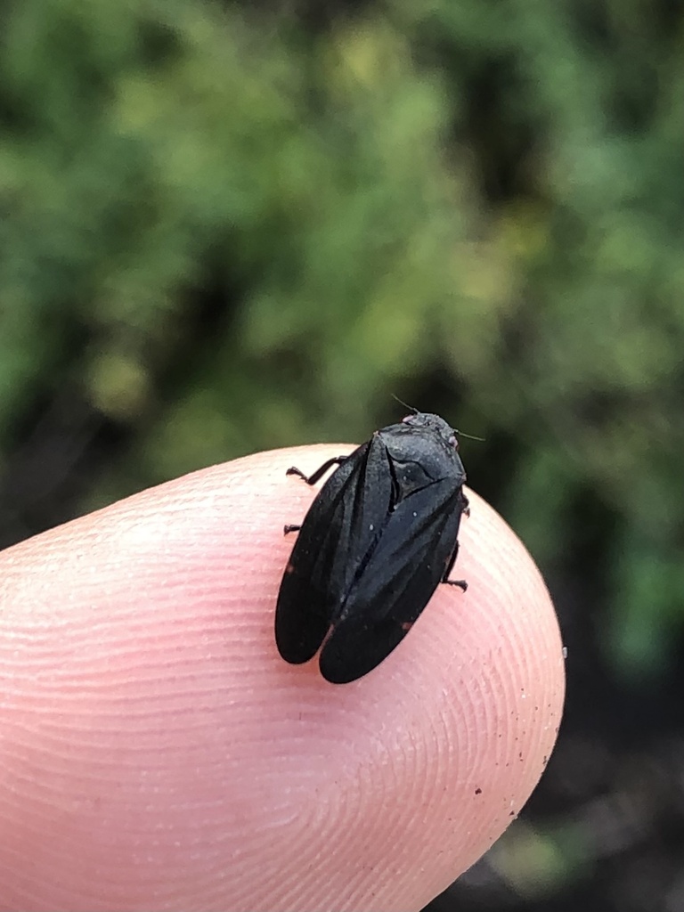 Fire Spittlebug from Lake Murray Blvd, La Mesa, CA, US on November 13 ...