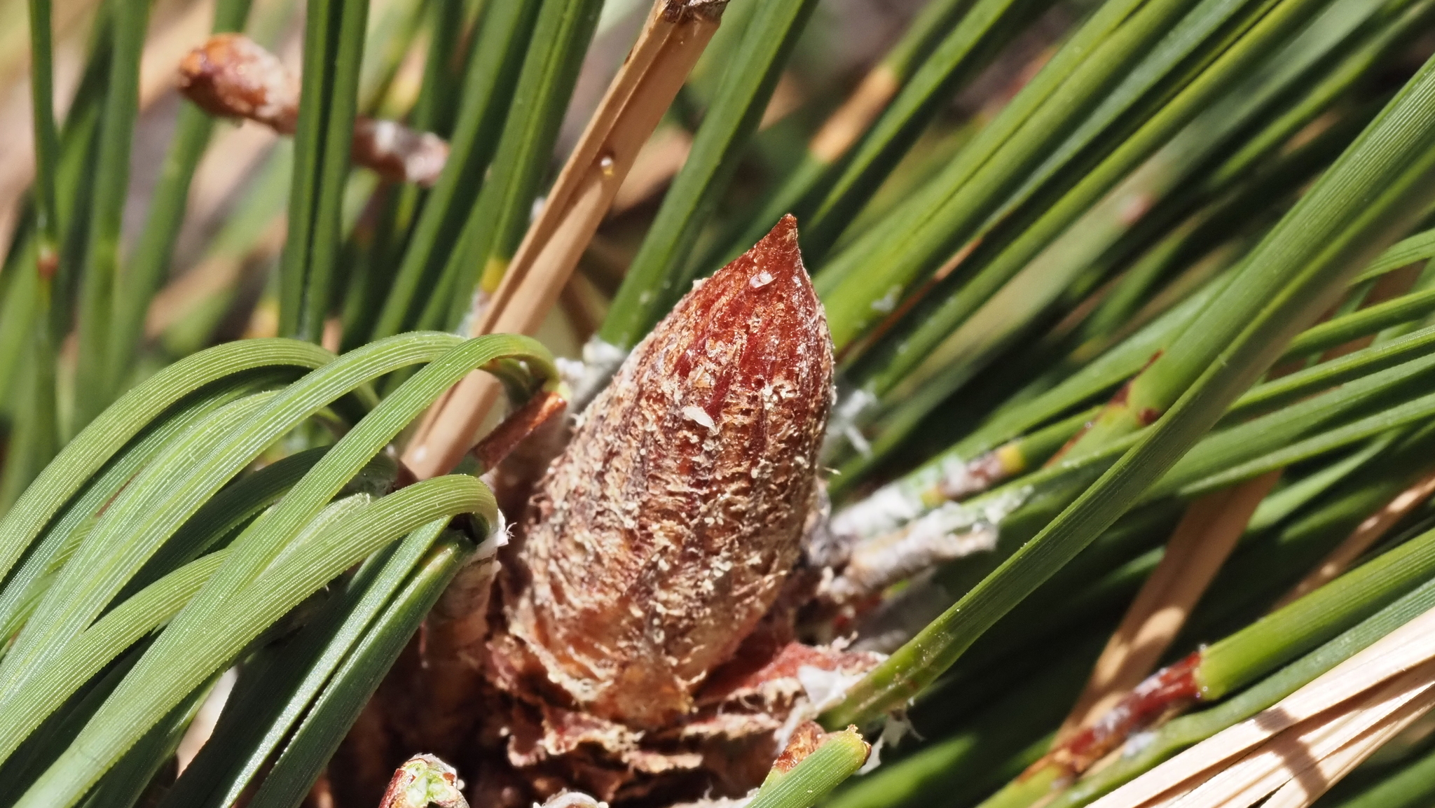 Plants of Southern California: Pinus jeffreyi and P. ponderosa ...