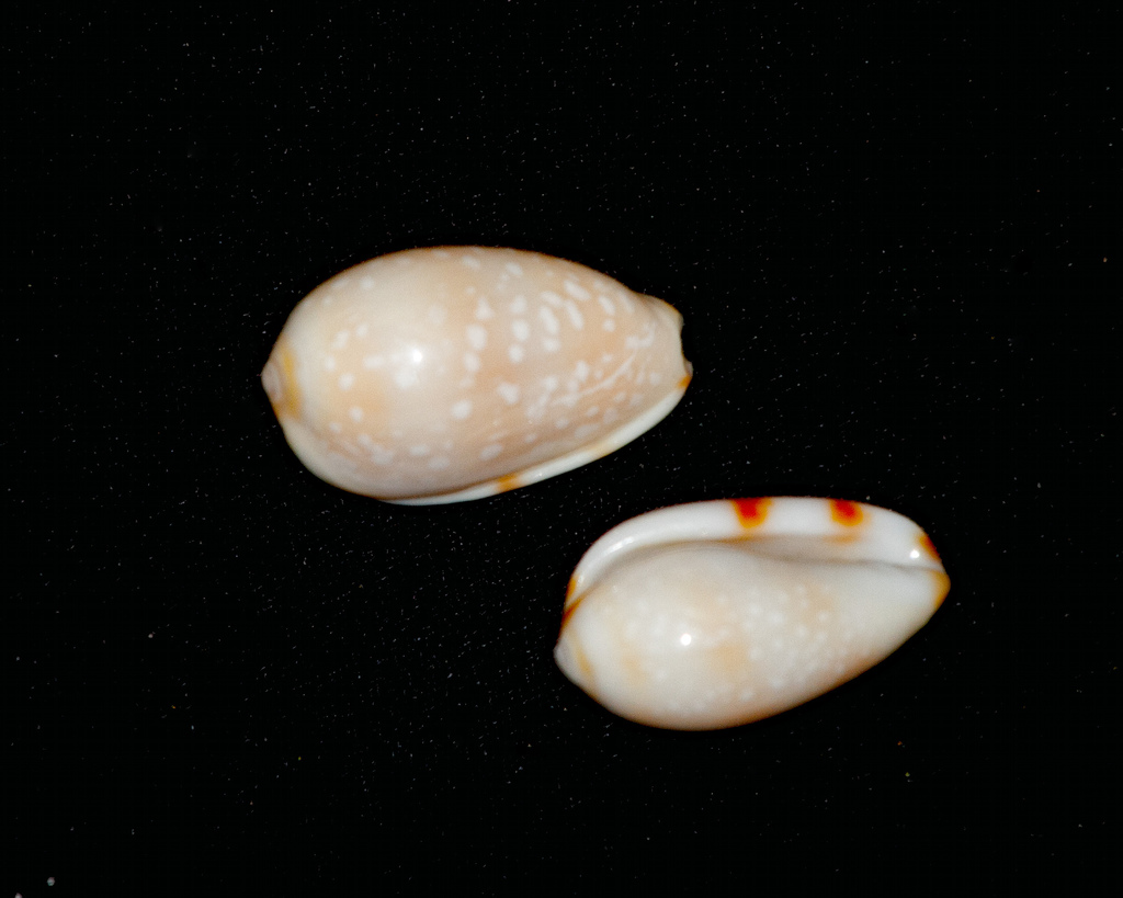 White-spot marginella from Ft Desoto Park beaches Pinellas County, FL ...